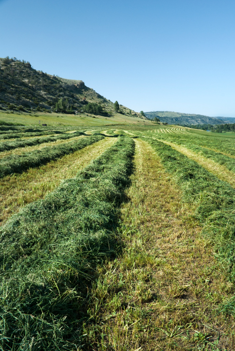 Alfalfa Timothy Mix - M&N Hay Sales of NJ