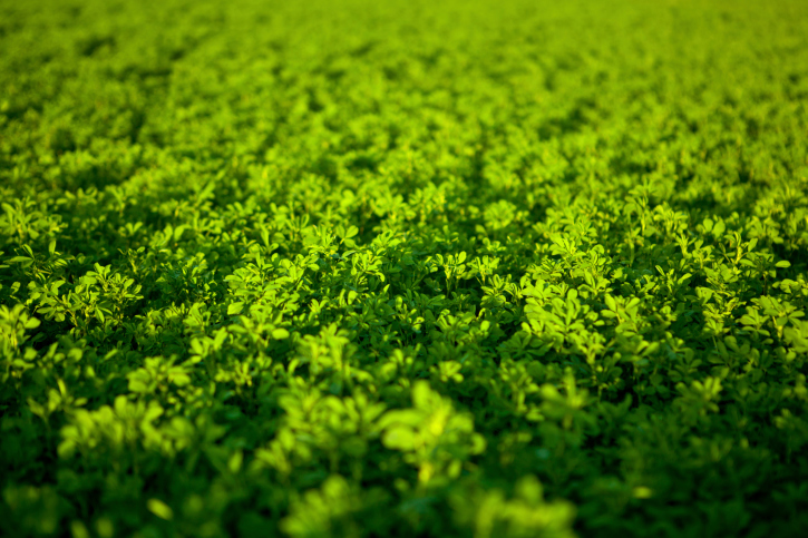 Alfalfa - M&N Hay Sales of NJ